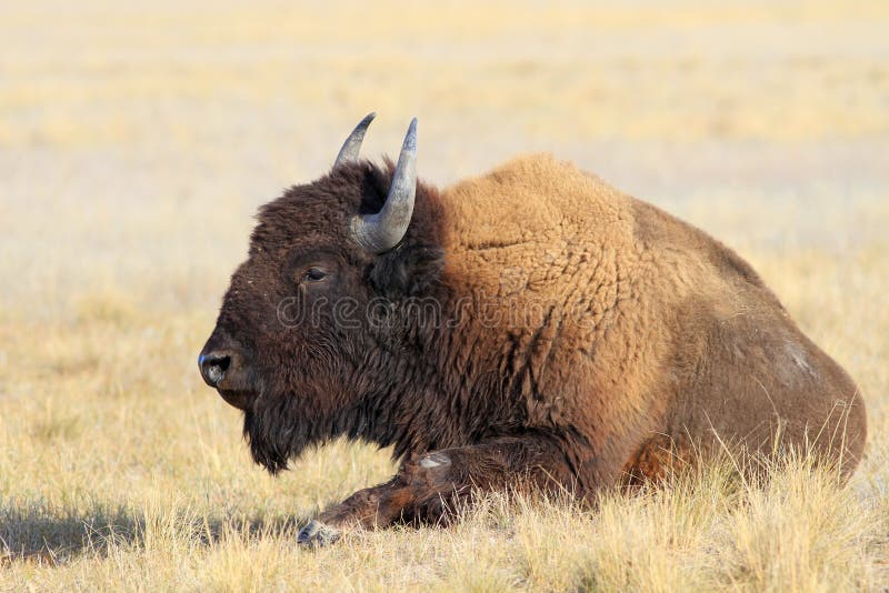 Lonely bison stock image. Image of bison, animal, bull - 30612239