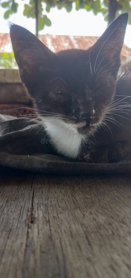 A Lonely Black Kitten with a Sad Face Stock Photo - Image of lonely ...