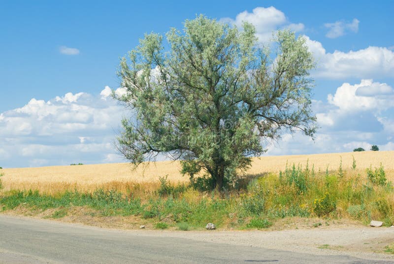 Lonely Silverberry (Elaeagnus) Tree in Steppe Stock Image - Image of ...