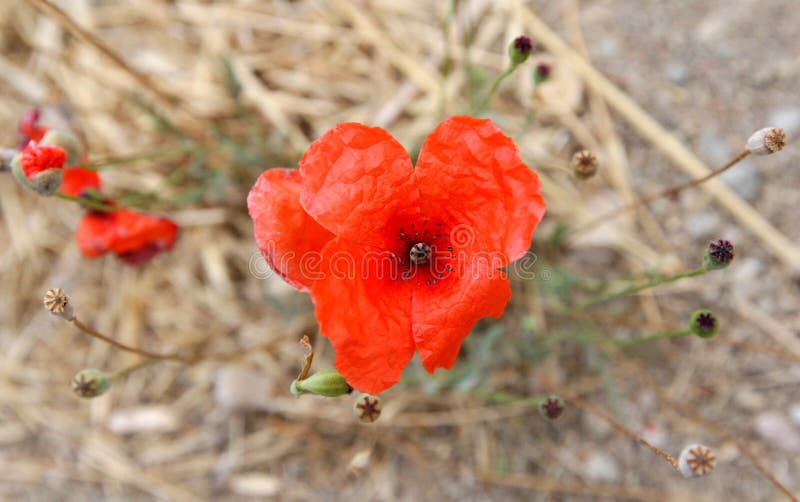 Corn-Poppy Flower stock vector. Illustration of corn, vector - 2624649