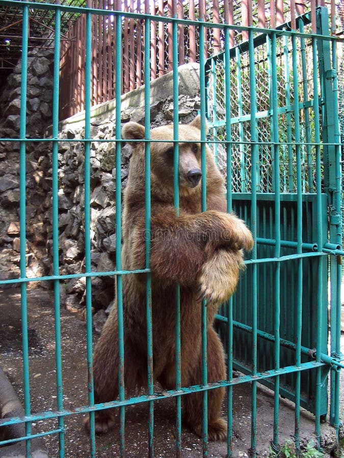 1,635 Bear Cage Photos - Free & Royalty-Free Stock Photos from Dreamstime
