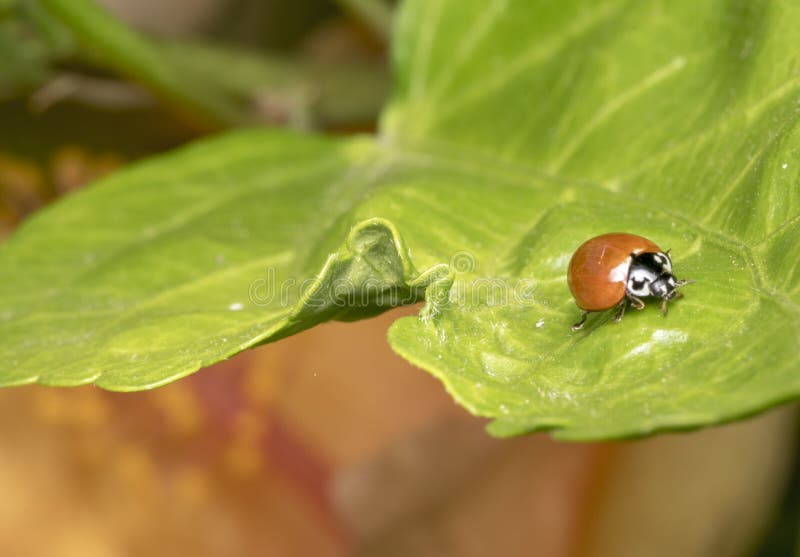 A Lonely Brown Ladybug on a Plant Branch Stock Image - Image of leaf ...