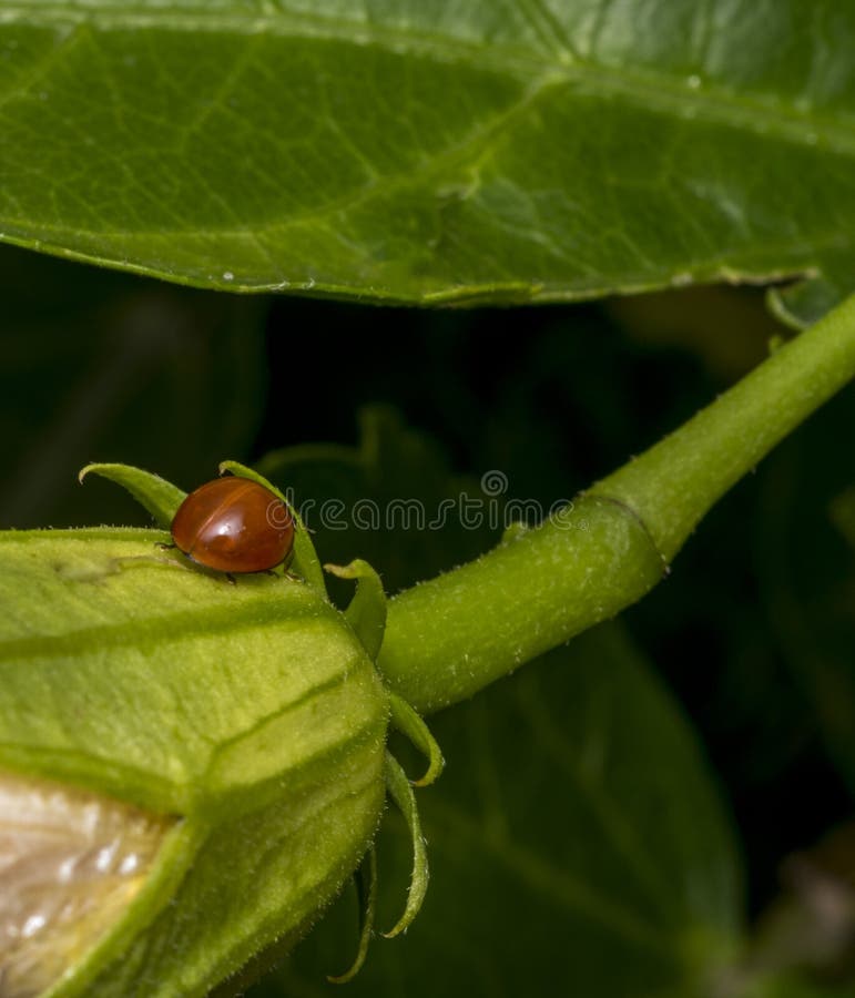 A Lonely Brown Ladybug on a Plant Branch Stock Photo - Image of blurred ...