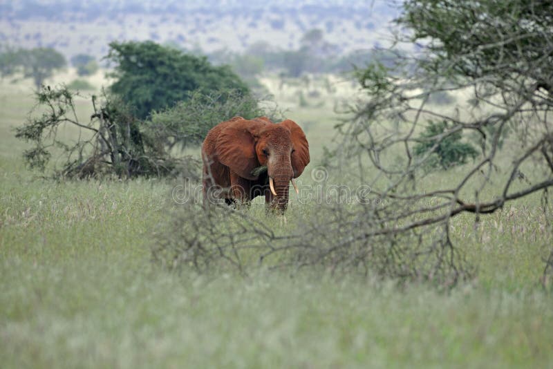 Lonely bull stock image. Image of tusk, wilderness, bushland - 28939283