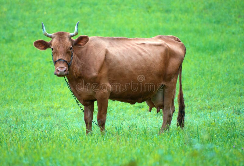 Lonely Cow (Bos Taurus) in a Field. Stock Image - Image of chordata ...