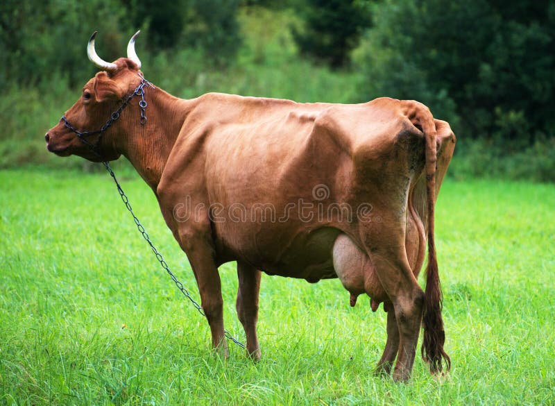 Lonely Cow (Bos Taurus) in a Field. Stock Image - Image of chordata ...