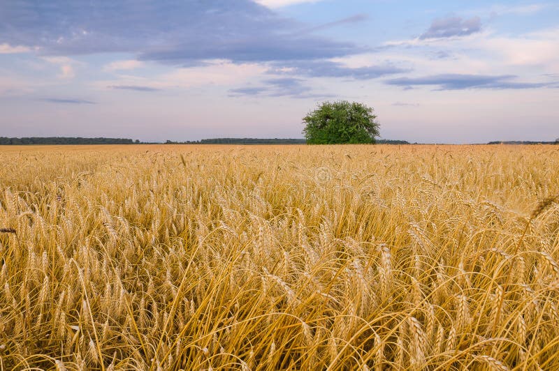Lonely Bush in the Field of Wheat Against the Background of the Evening ...