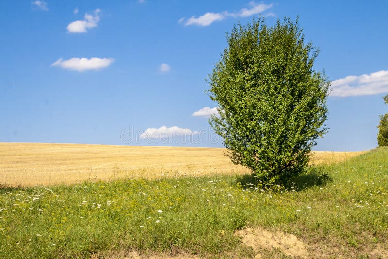 Lonely Bush in the Middle of a Green Field Stock Photo - Image of ...