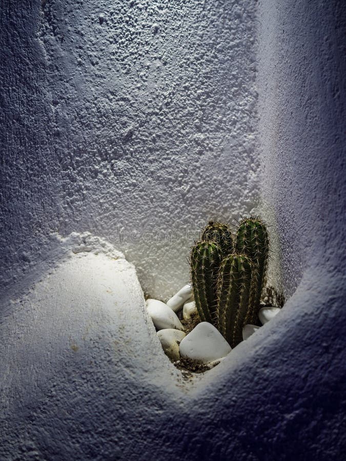 Lonely Cacti stock image. Image of small, highlighted - 31459499