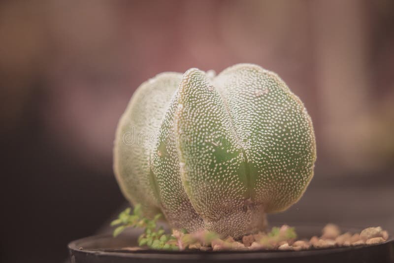 Lonely Cactus Flower in Mountain Landscape Stock Photo - Image of ...