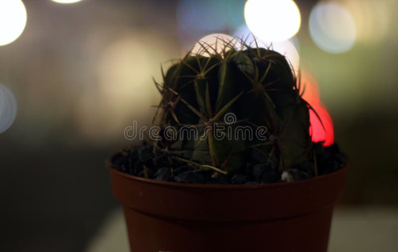 A Lonely Cactus in the Night Stock Photo - Image of making, thorns ...