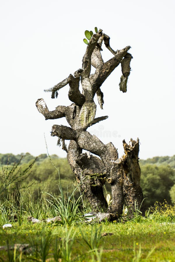Lonely Cactus on a Sunny Day Stock Image - Image of feeling, outdoors ...