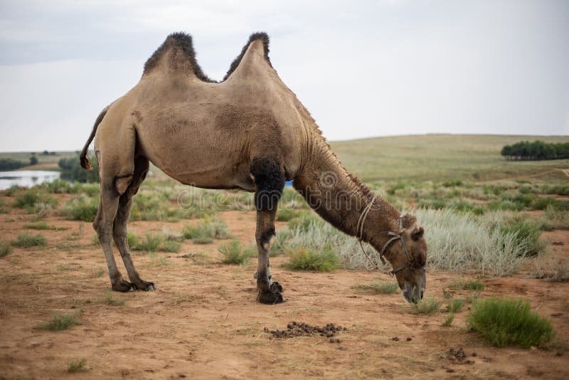 Lonely Camel Stands in the Desert Where There is Grass in Summer in the ...