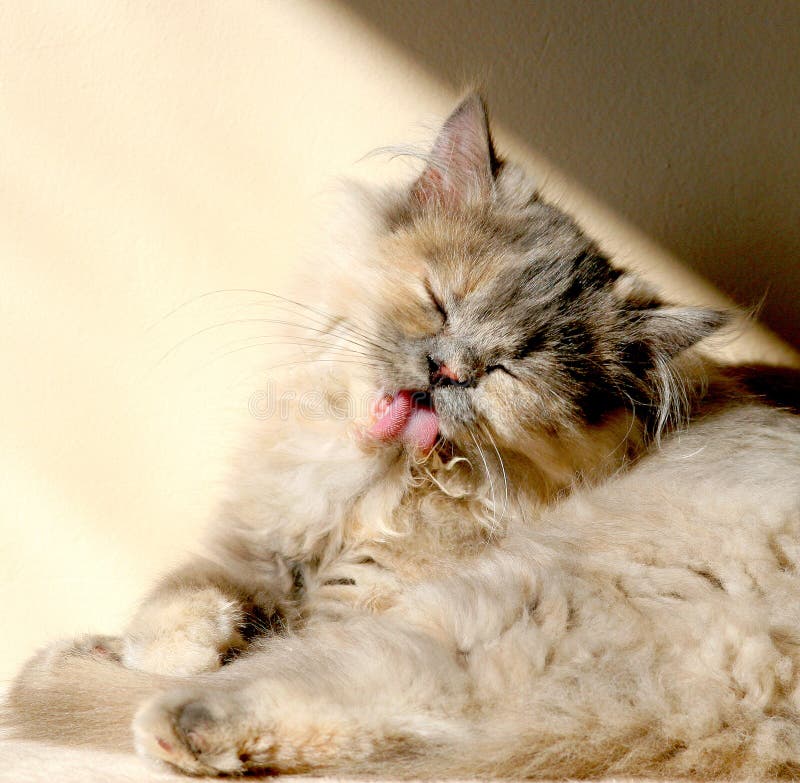 Lonely Cat stock photo. Image of love, smart, small, amimal - 867714