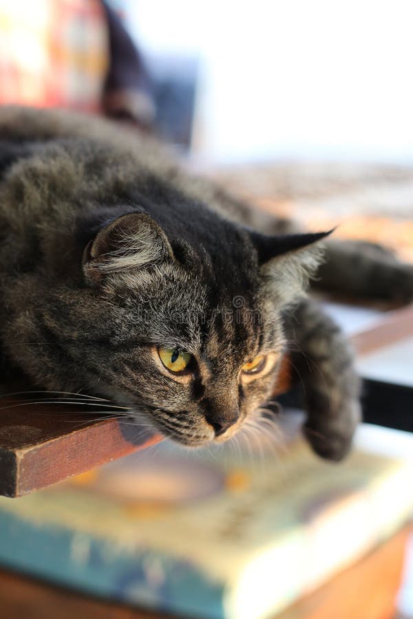 Lonely Cat stock photo. Image of grey, puffy, background - 51920330