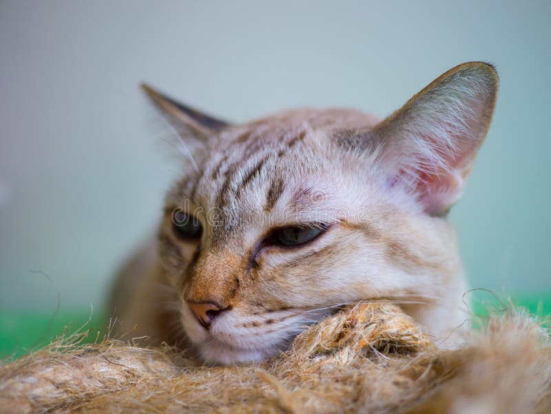 Lonely cat stock image. Image of animal, lonely, tintin - 80490827