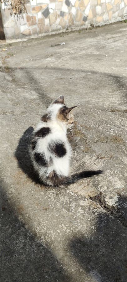 Lonely Cat Sunbathing Waiting for Love Animal Kucing Stock Photo ...