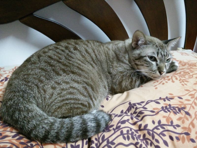 Lonely Cat stock photo. Image of moggy, lonely, puss - 49022682