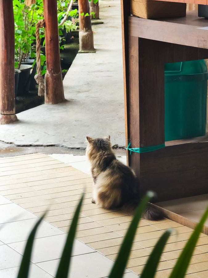 Lonely Cat Waiting His Partner Stock Image - Image of carnivore, tree ...