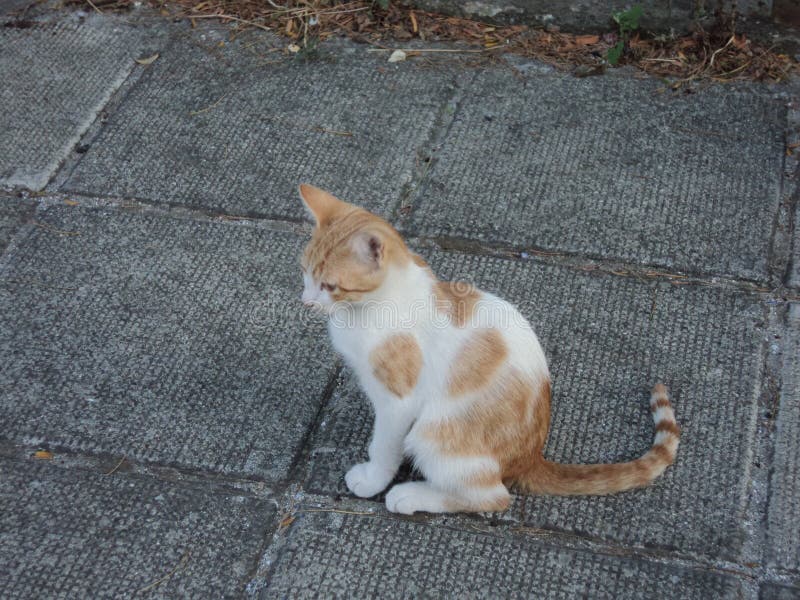 Lonely cat stock photo. Image of autumn, lonely, tail - 97113114