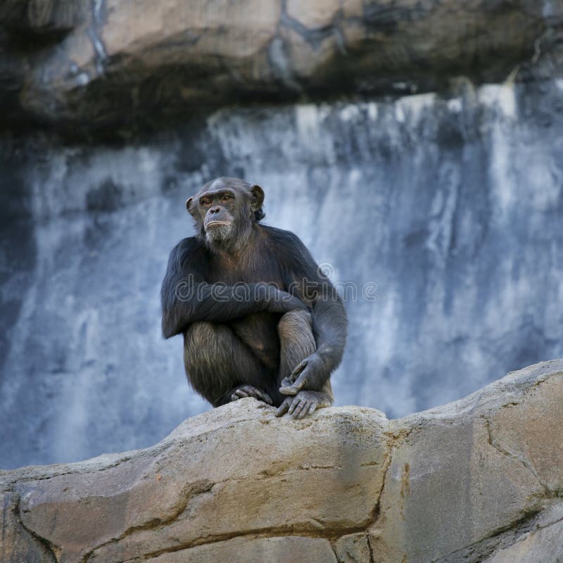 Lonely Chimp stock image. Image of monkey, natural, portrait - 7140101