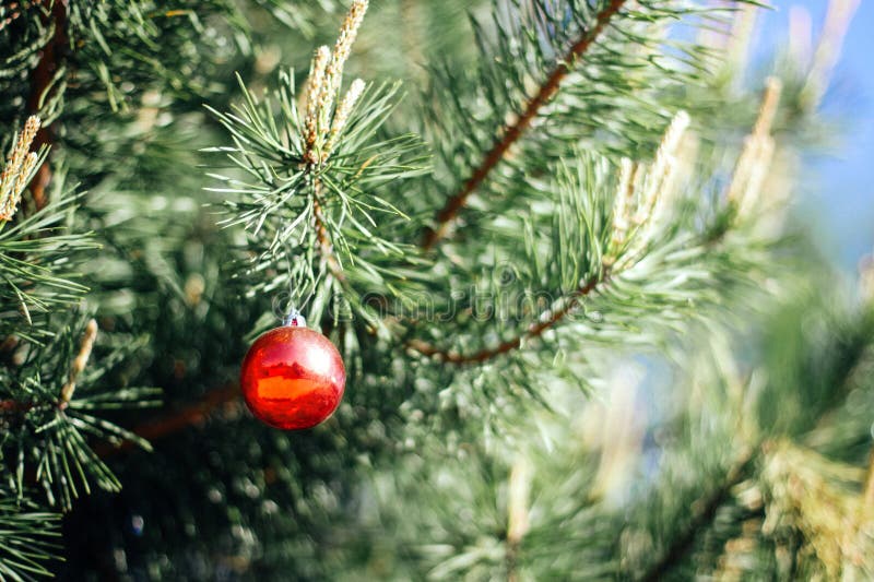 Lonely Christmas Tree Decoration on the Christmas Tree Stock Photo ...