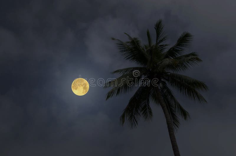 Lonely Coconut Palm Tree on White Sandy Caribbean Beach in Punta Cana ...