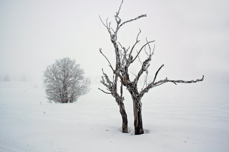 Lonely, Cold Tree. stock image. Image of cold, silhouette - 576447