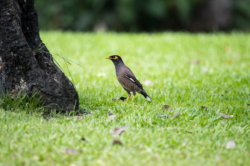 Common myna stock photo. Image of head, black, omnivorous - 229531564