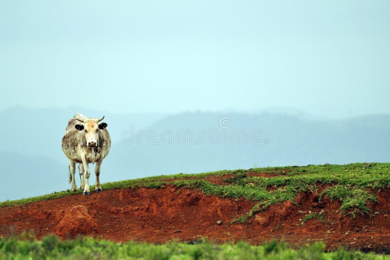 A Lonely Cow stock photo. Image of grassy, hill, farm - 12175444
