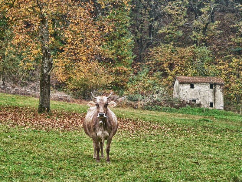 Lonely Cow in Autumn Meadow Stock Image - Image of beast, land: 27686313
