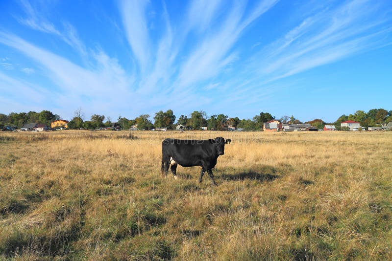 Lonely Cow of Black-and-white Breed Stock Image - Image of eating ...