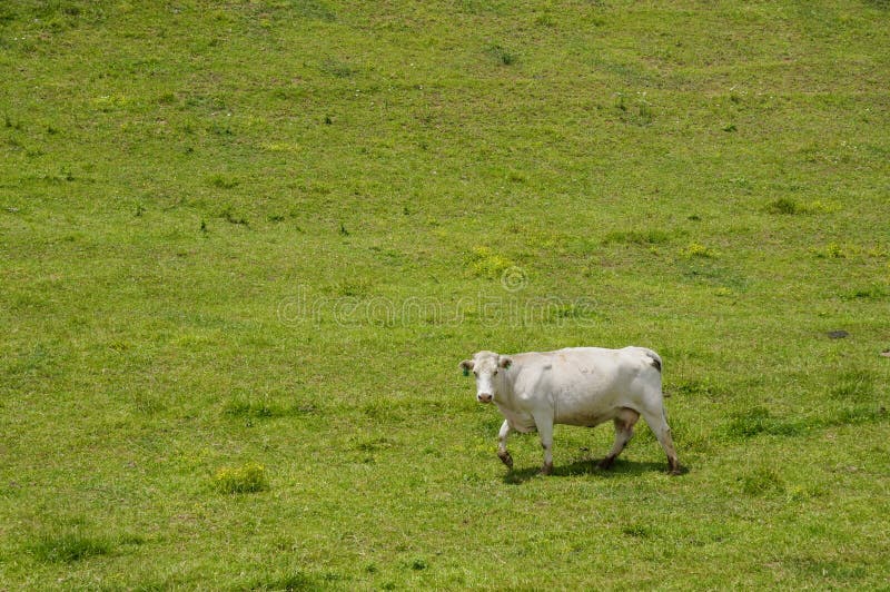 Lonely Cow (Bos Taurus) in a Field. Stock Image - Image of chordata ...
