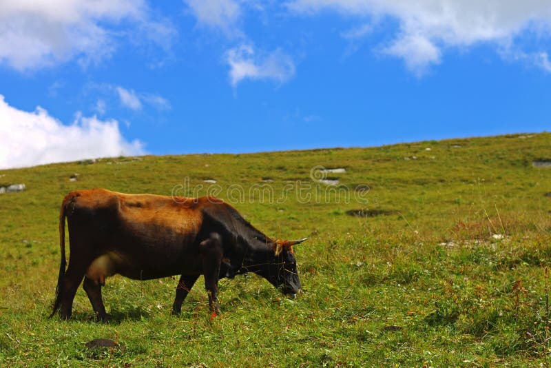 Lonely Cow on the Caucasus Mountain Grassland Stock Photo - Image of ...