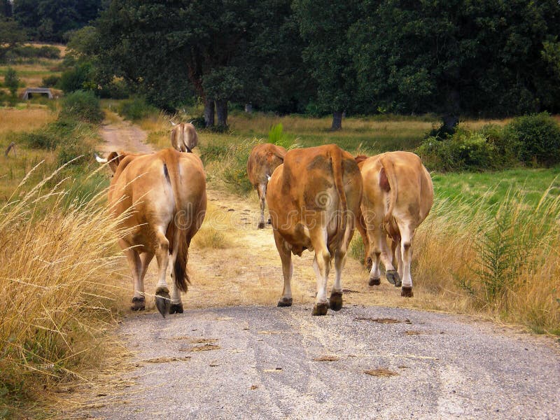 Lonely cows returning home stock image. Image of home - 45440055