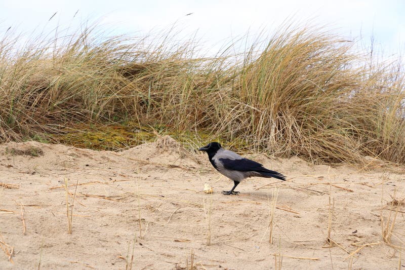 Lonely Crow Eating Bred at the Beach Stock Image - Image of ornithology ...