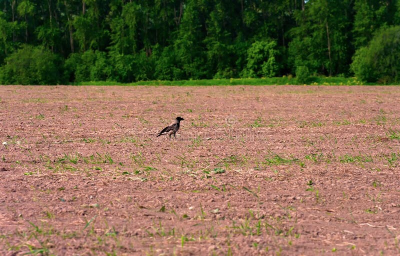 A lonely crow in the field stock image. Image of wildlife - 57108803