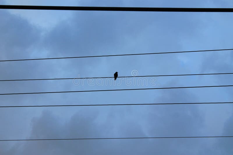 Crow on Power Line in Black and White Stock Image - Image of industrial ...