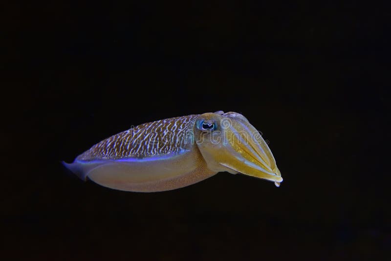A Lonely but Cute Mourning Cuttlefish with Dark Black Background Stock ...