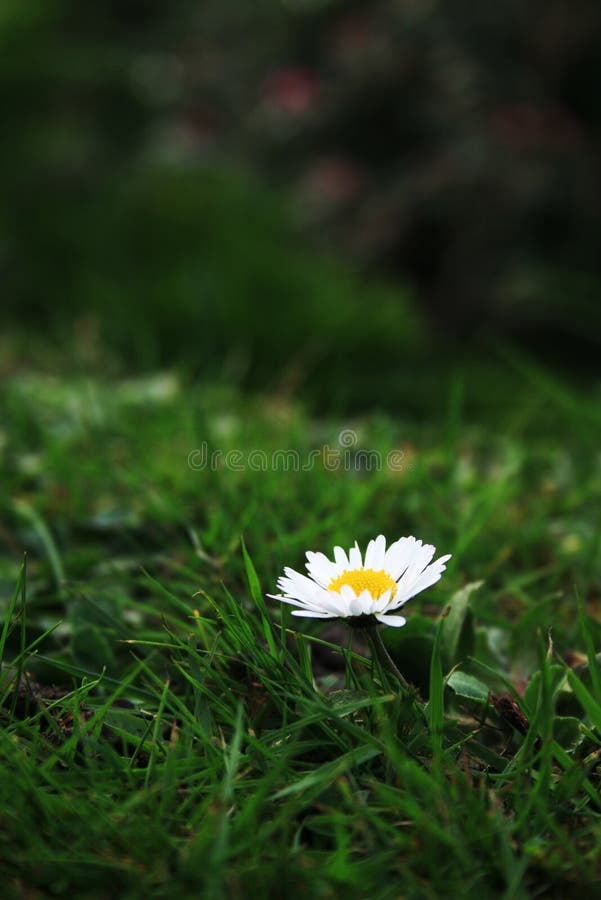 Lonely Daisy stock image. Image of daisy, stand, flower - 10506573