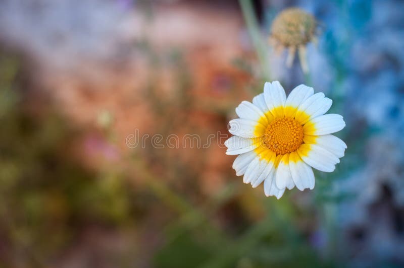 Lonely daisy flower stock image. Image of meadow, plain - 118700457