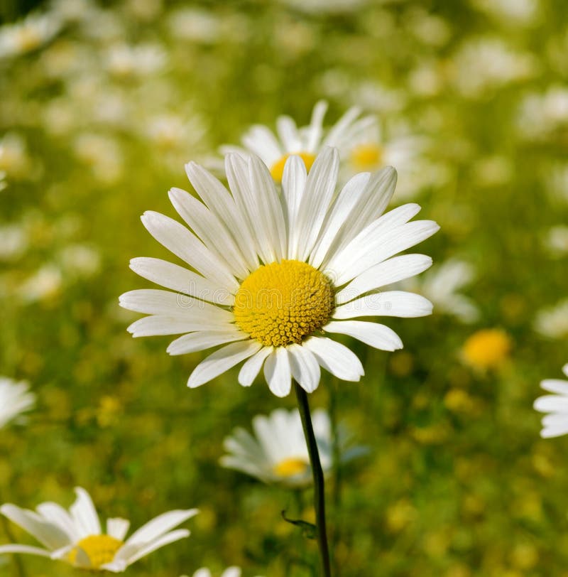 Lonely daisy on the meadow stock image. Image of soft - 38120941