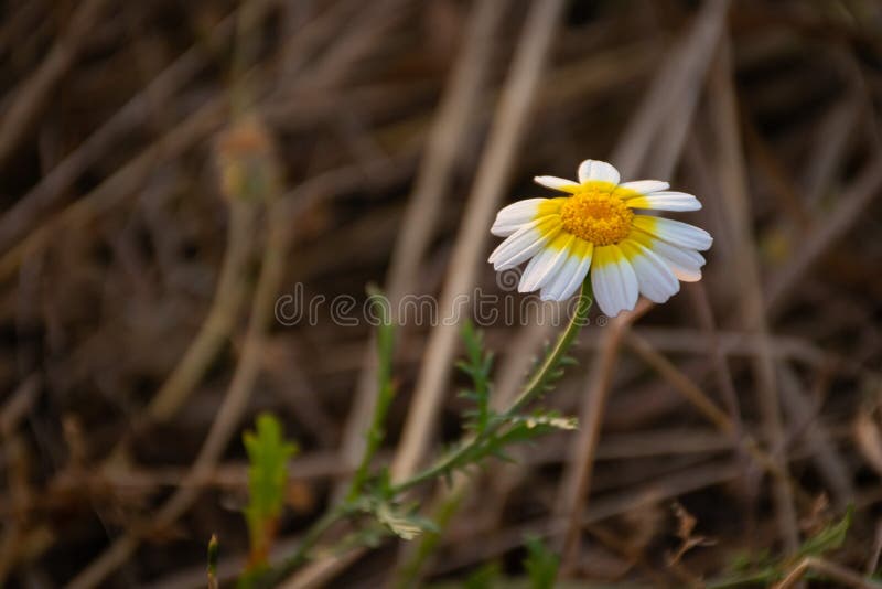 Lonely daisy flower stock image. Image of meadow, plain - 118700457