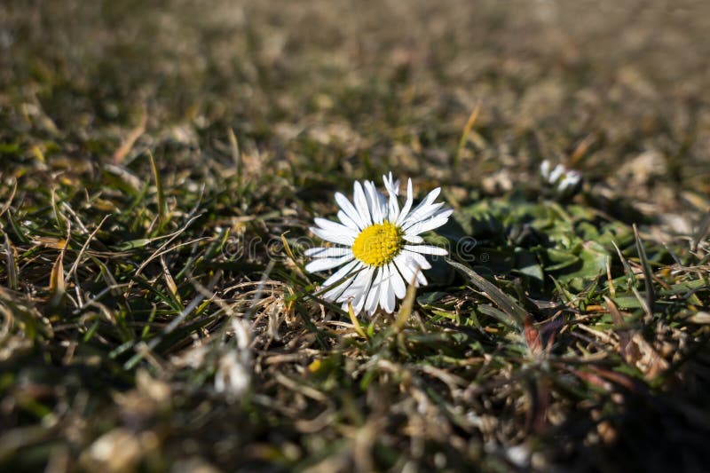 The lonely daisy stock photo. Image of spring, garden - 278419034