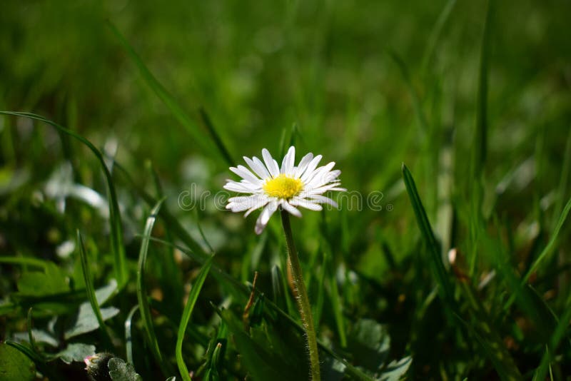 Lonely daisy stock photo. Image of enviroment, plant - 90000092