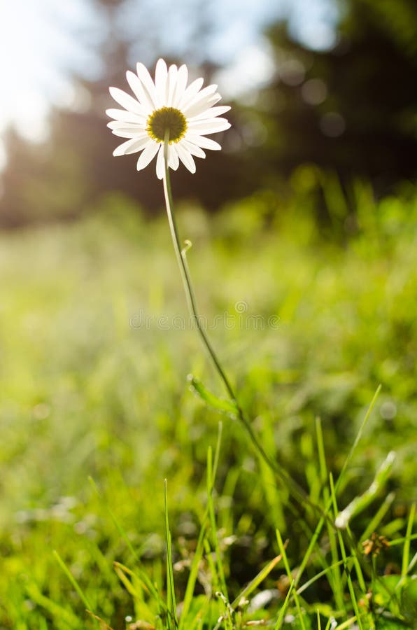 Lonely daisy on the meadow stock image. Image of soft - 38120941