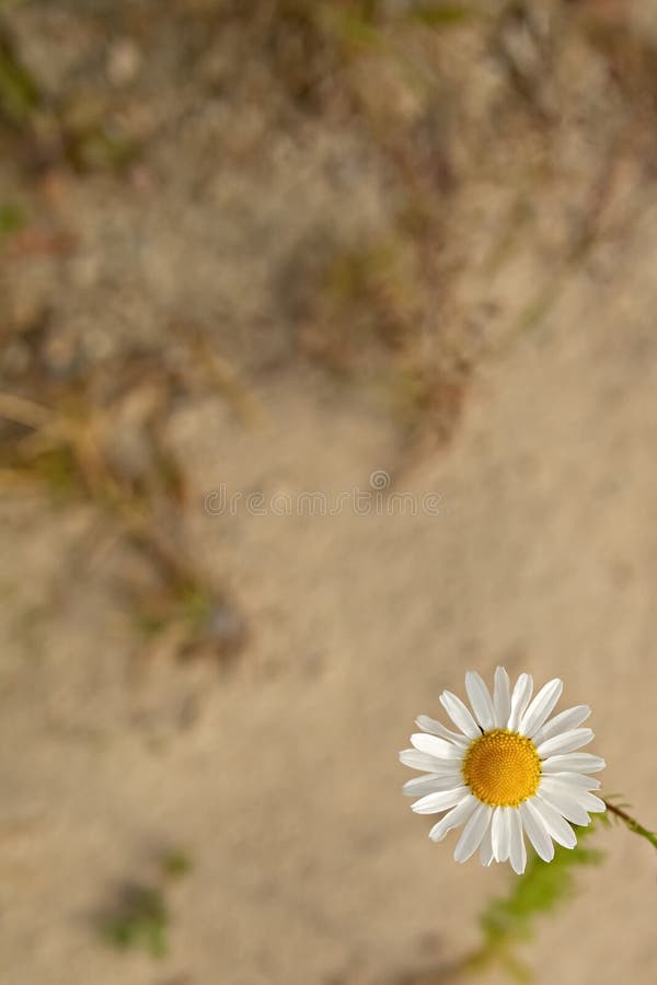 Lonely daisy grows stock image. Image of vignette, daisy - 192218727