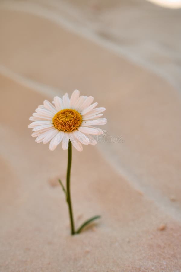 Lonely Daisy Grows in the Sand of the Desert. Place for Text Stock ...