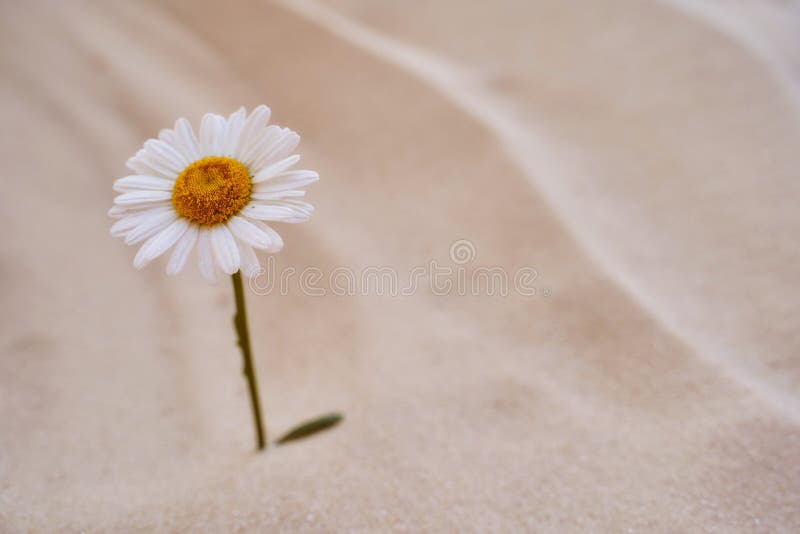 Lonely Daisy Grows in the Sand of the Desert. Place for Text Stock ...