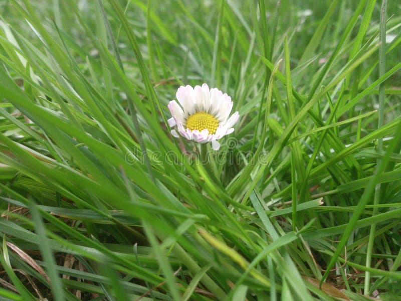 Lonely Daisy Lies Somewhere in the Grass. Stock Image - Image of spring ...